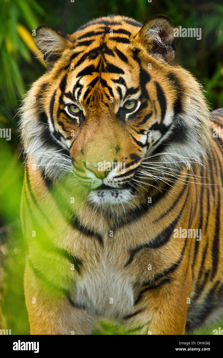 Panthera tigris hi-res stock photography and images - Alamy