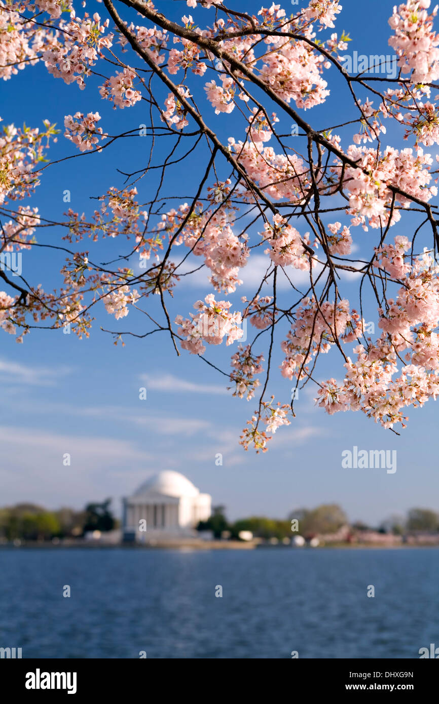 Tidal basin cherry blossoms hi-res stock photography and images - Alamy
