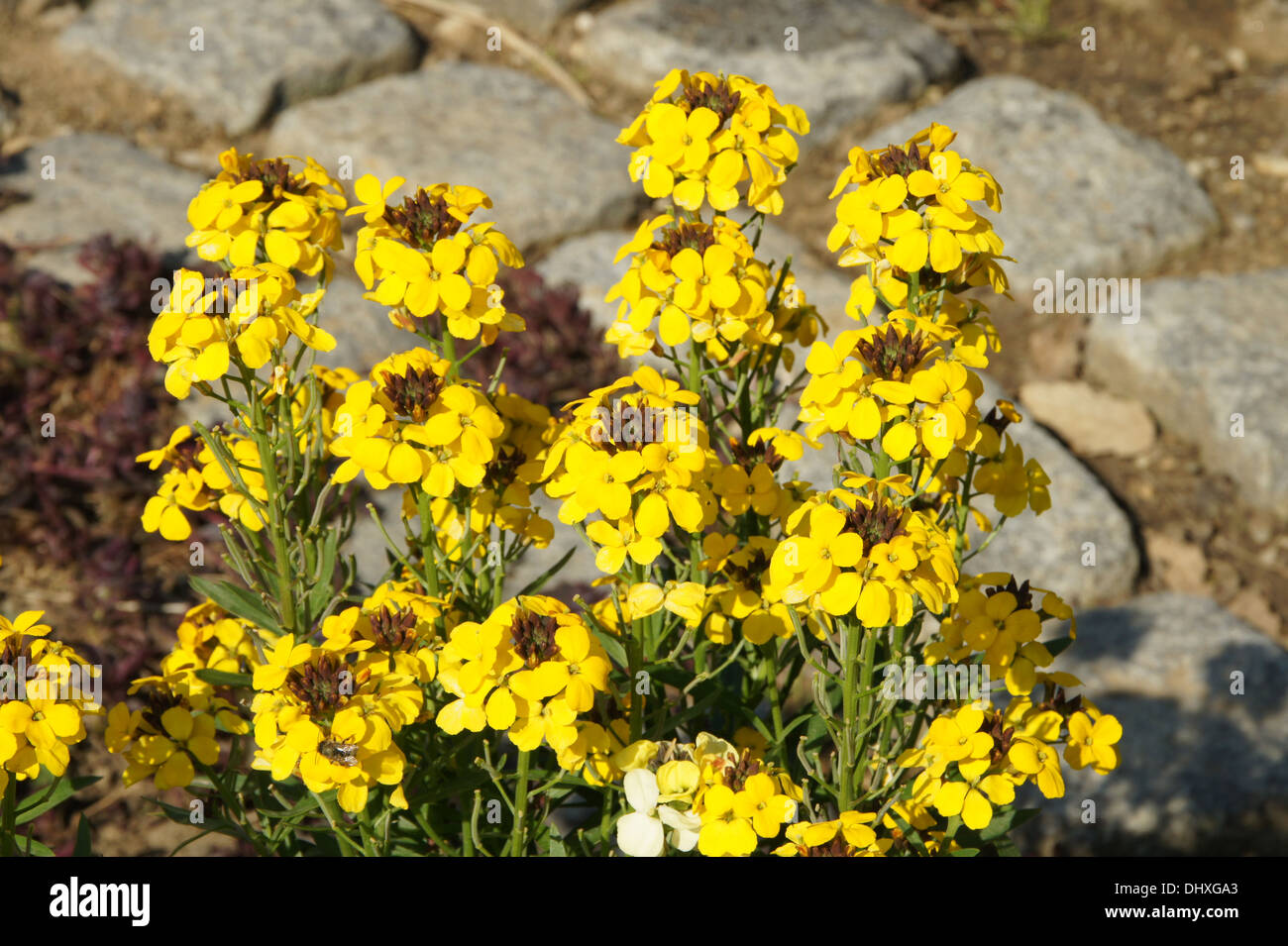 Wallflower Stock Photos & Wallflower Stock Images - Alamy