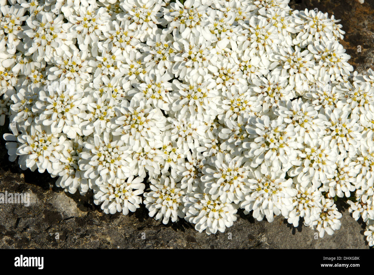 Evergreen candytufts hi-res stock photography and images - Alamy