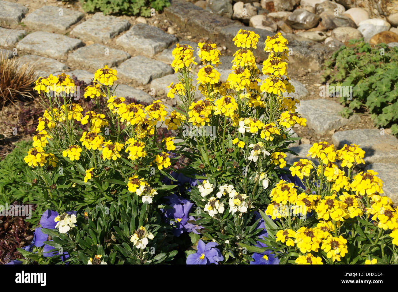 Aegean wallflower erysimum cheiri hi-res stock photography and images ...