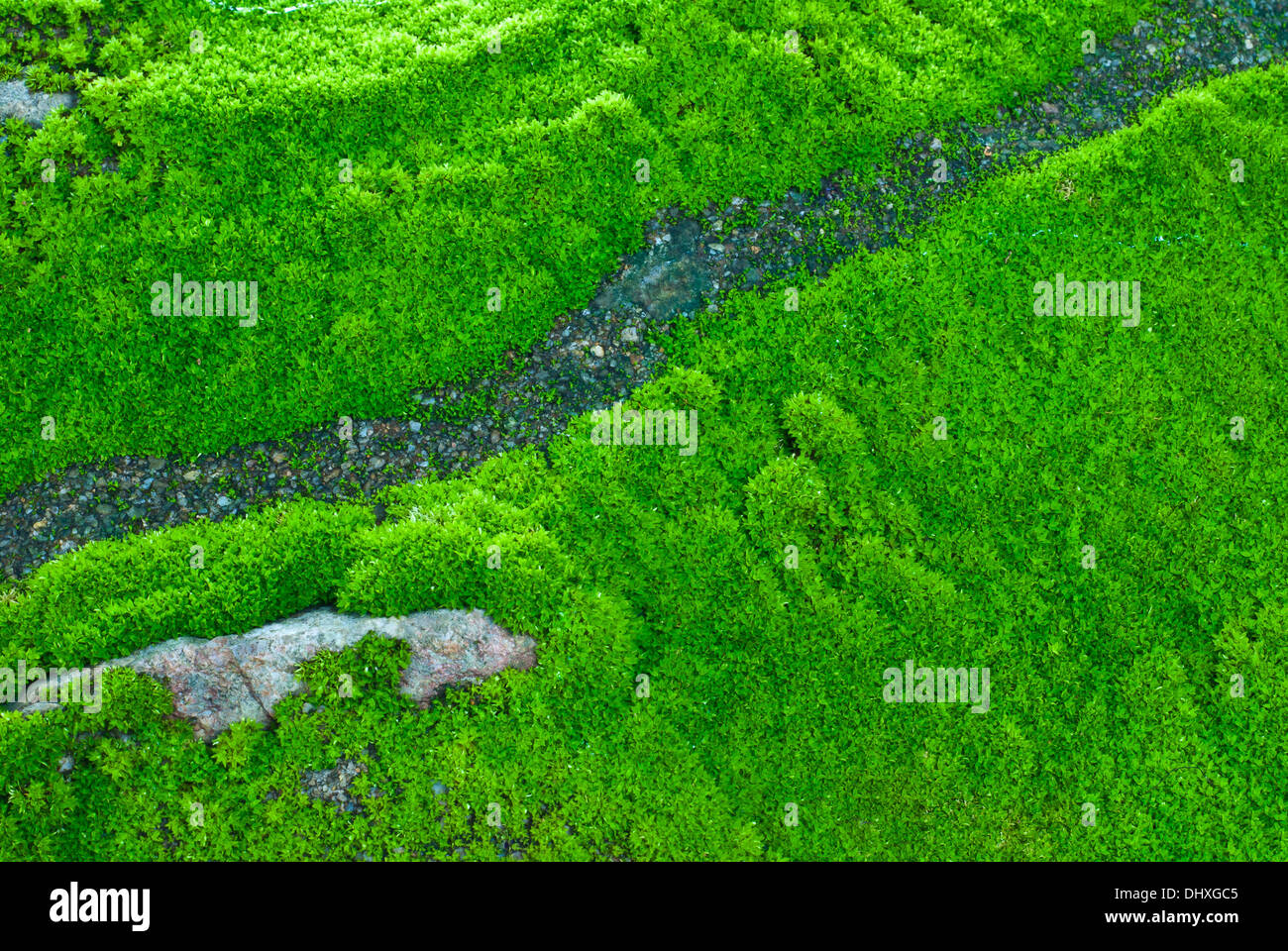 green moss background texture Stock Photo - Alamy