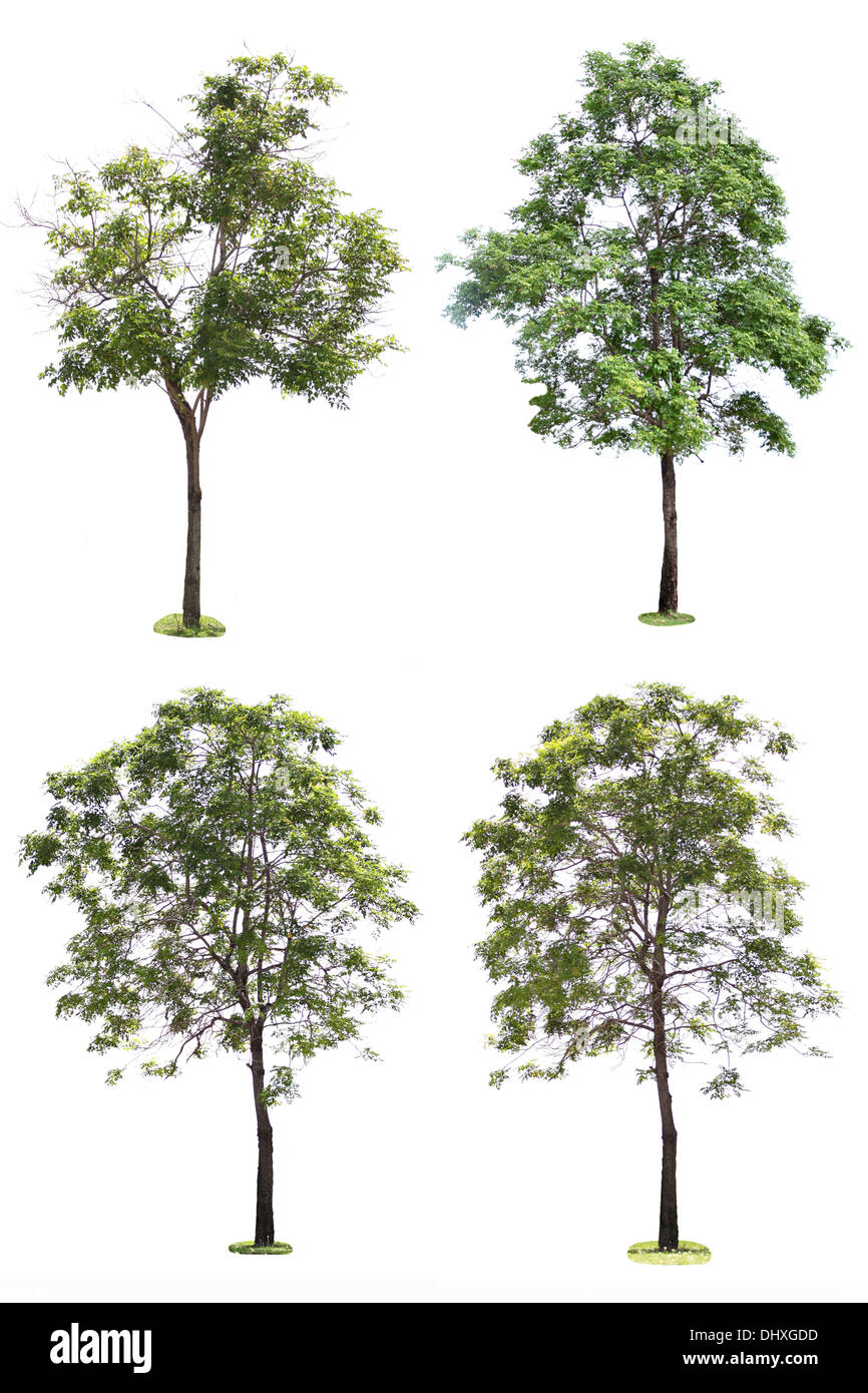 Picture Many Tropical tree on a white background Stock Photo - Alamy