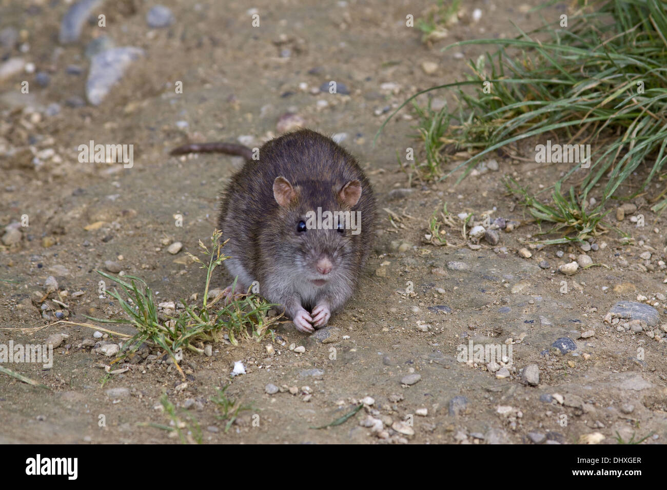 Norway rat hi-res stock photography and images - Alamy