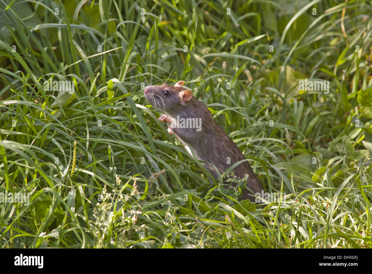 Brown Norway rat Stock Photo - Alamy