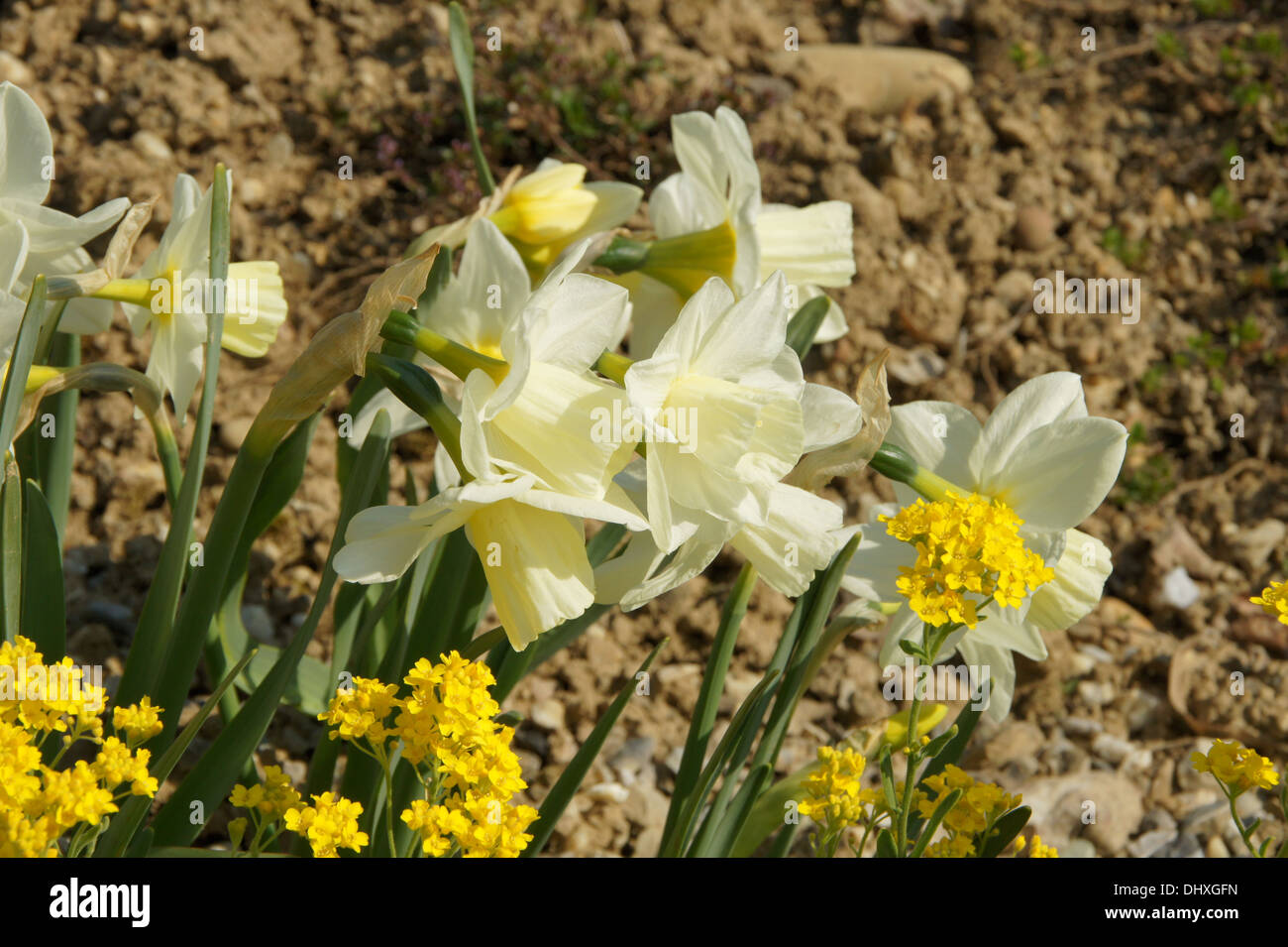 Jonquils hi-res stock photography and images - Alamy