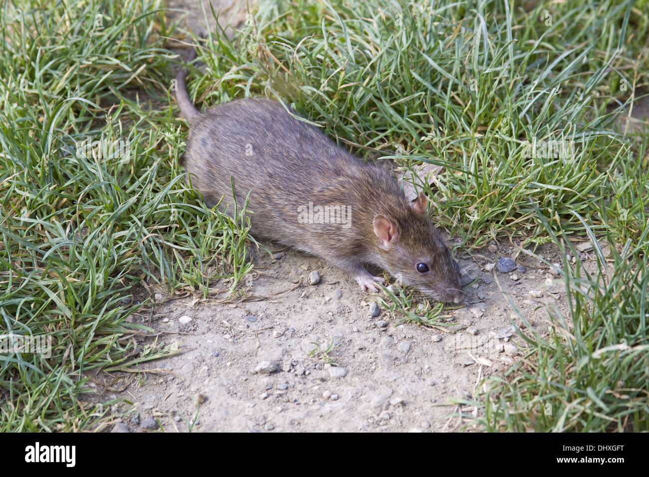 Brown Norway rat Stock Photo - Alamy
