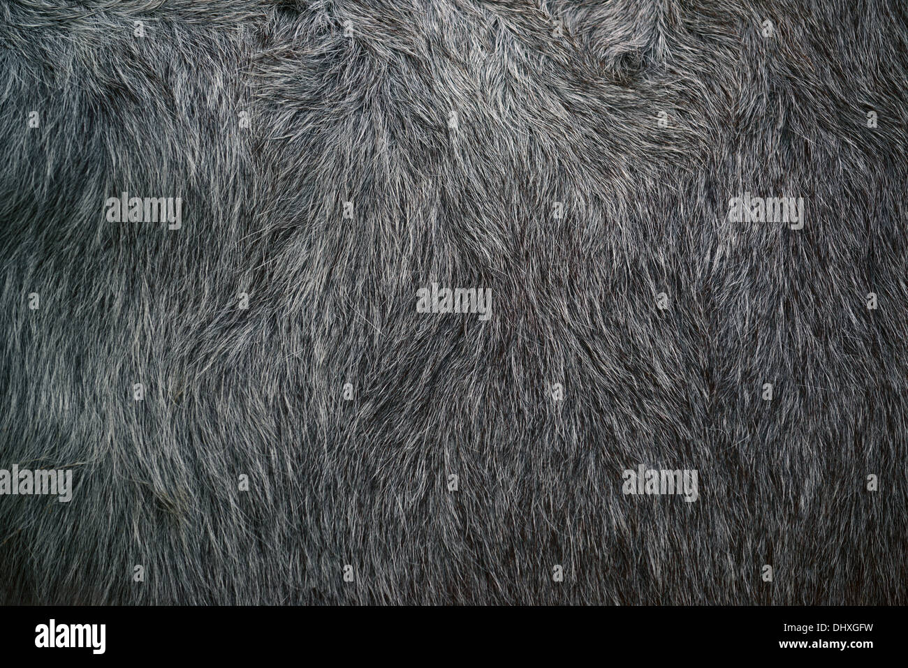 Buffalo fur texture Stock Photo - Alamy