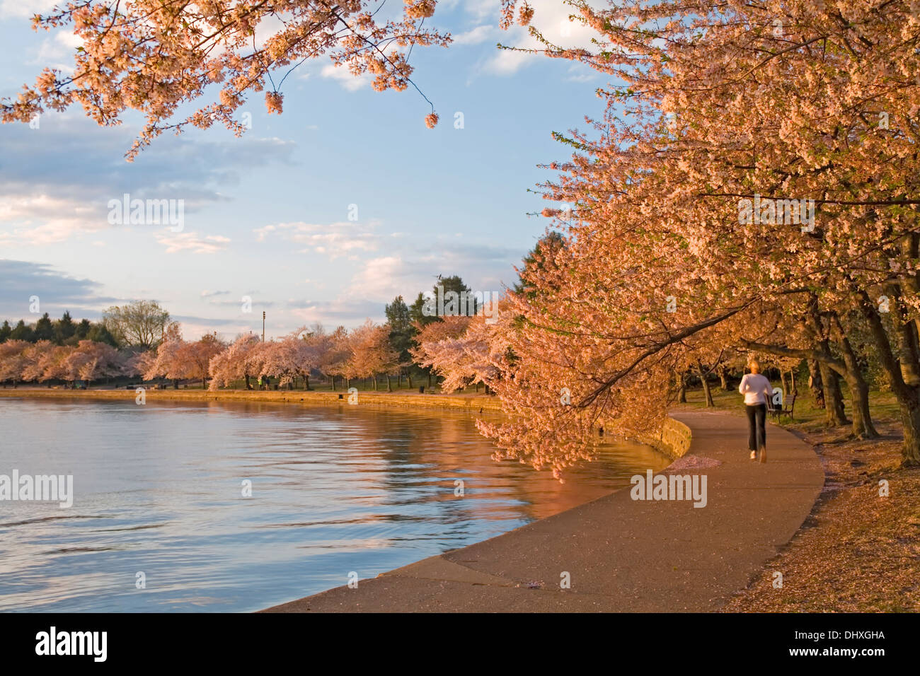 Runner and cherry blossoms, Cherry Blossoms Walk, Tidal Basin ...