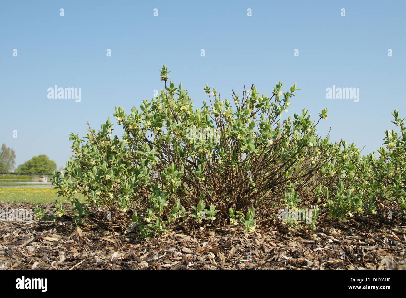 Sweetberried honeysuckle blue berried honeysu hi-res stock photography ...