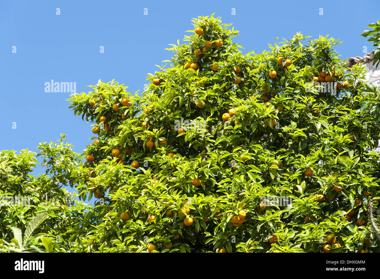 Wild lemon tree hi-res stock photography and images - Alamy