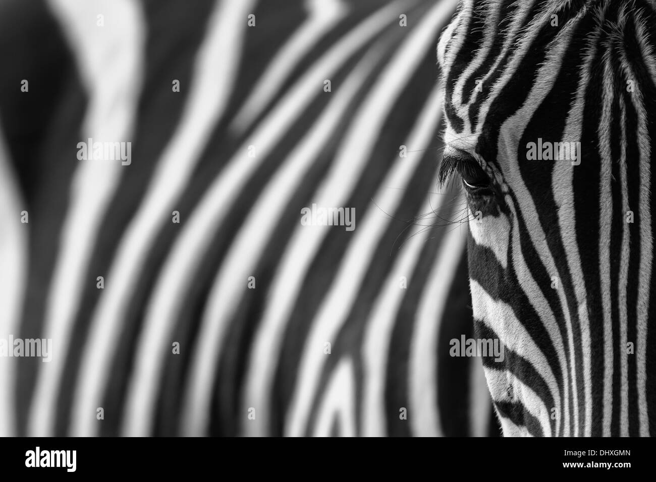 Zebra lines hi-res stock photography and images - Alamy