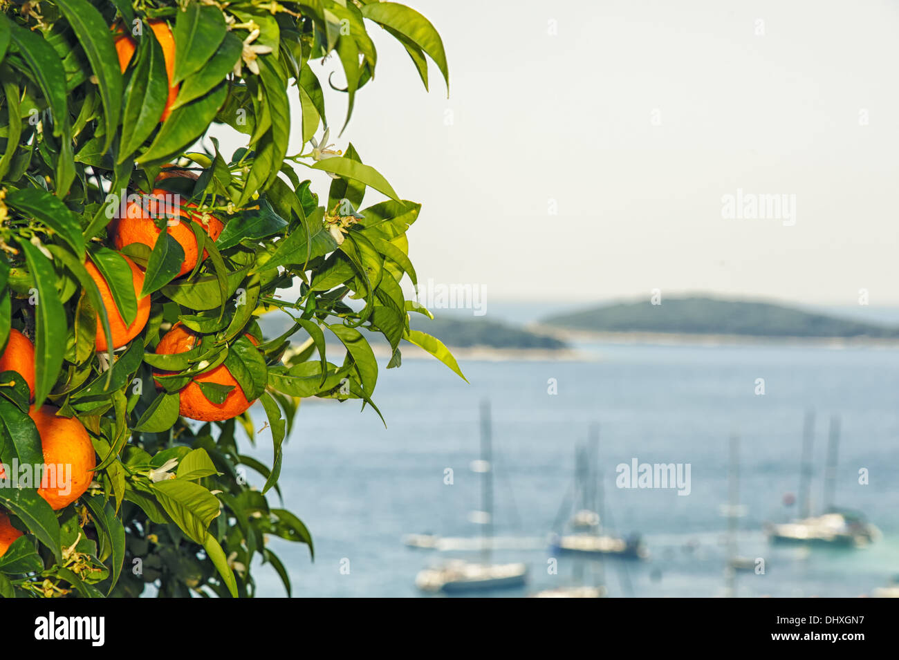 Orange sommer hi-res stock photography and images - Alamy