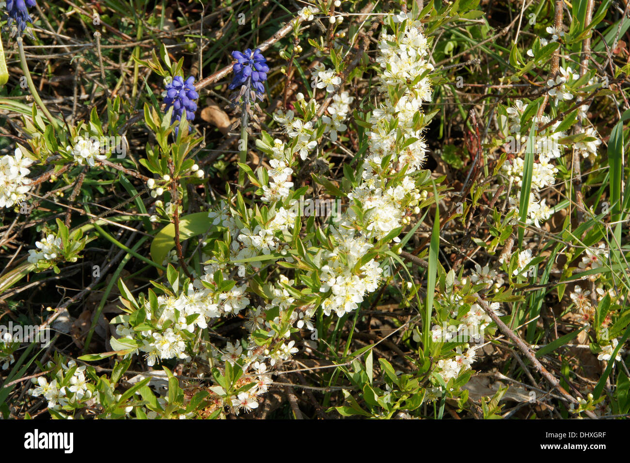 Dwarf cherry blossom trees hi-res stock photography and images - Alamy