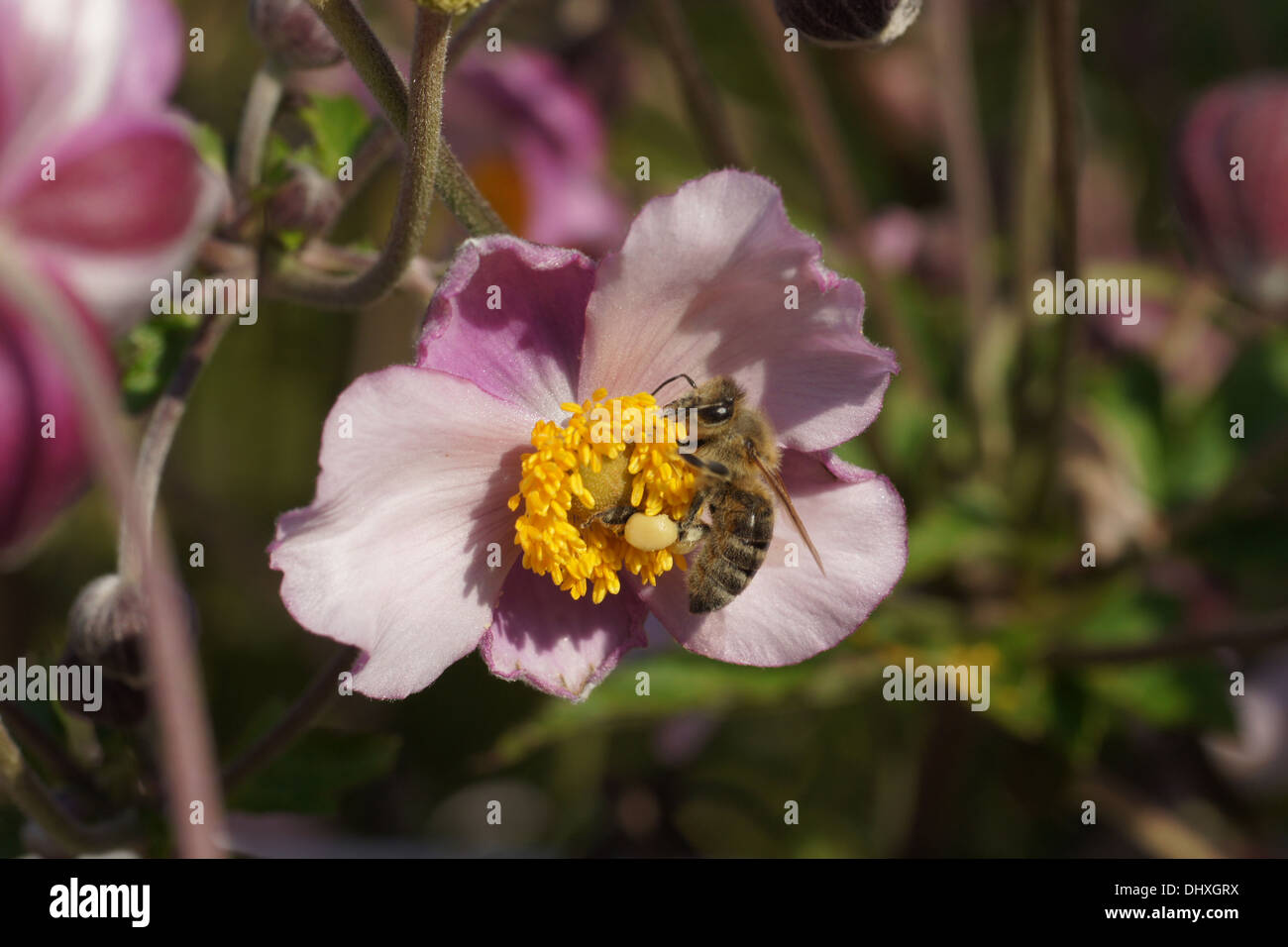 Rosa anemone hi-res stock photography and images - Alamy
