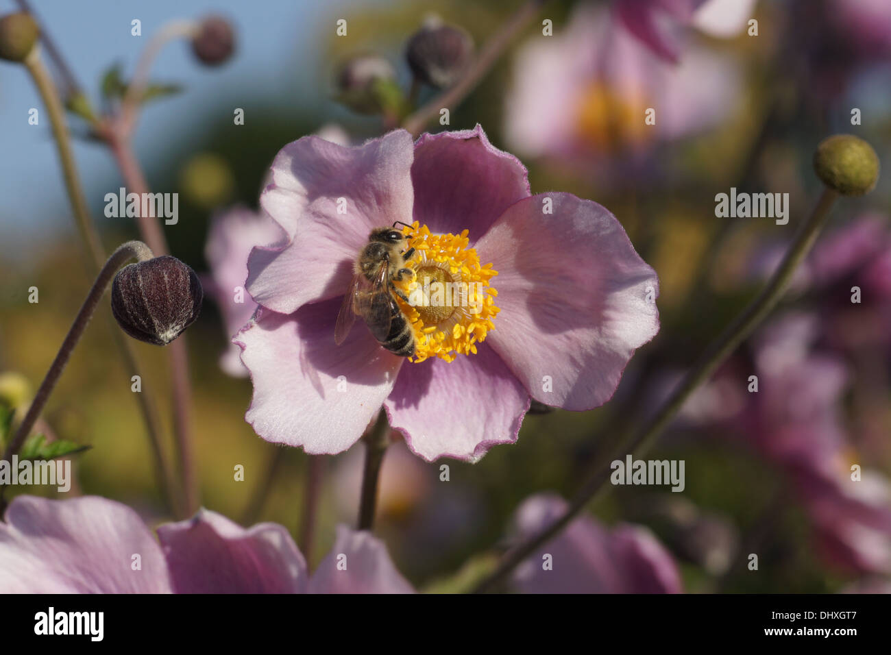 Anemone japanese hi-res stock photography and images - Alamy