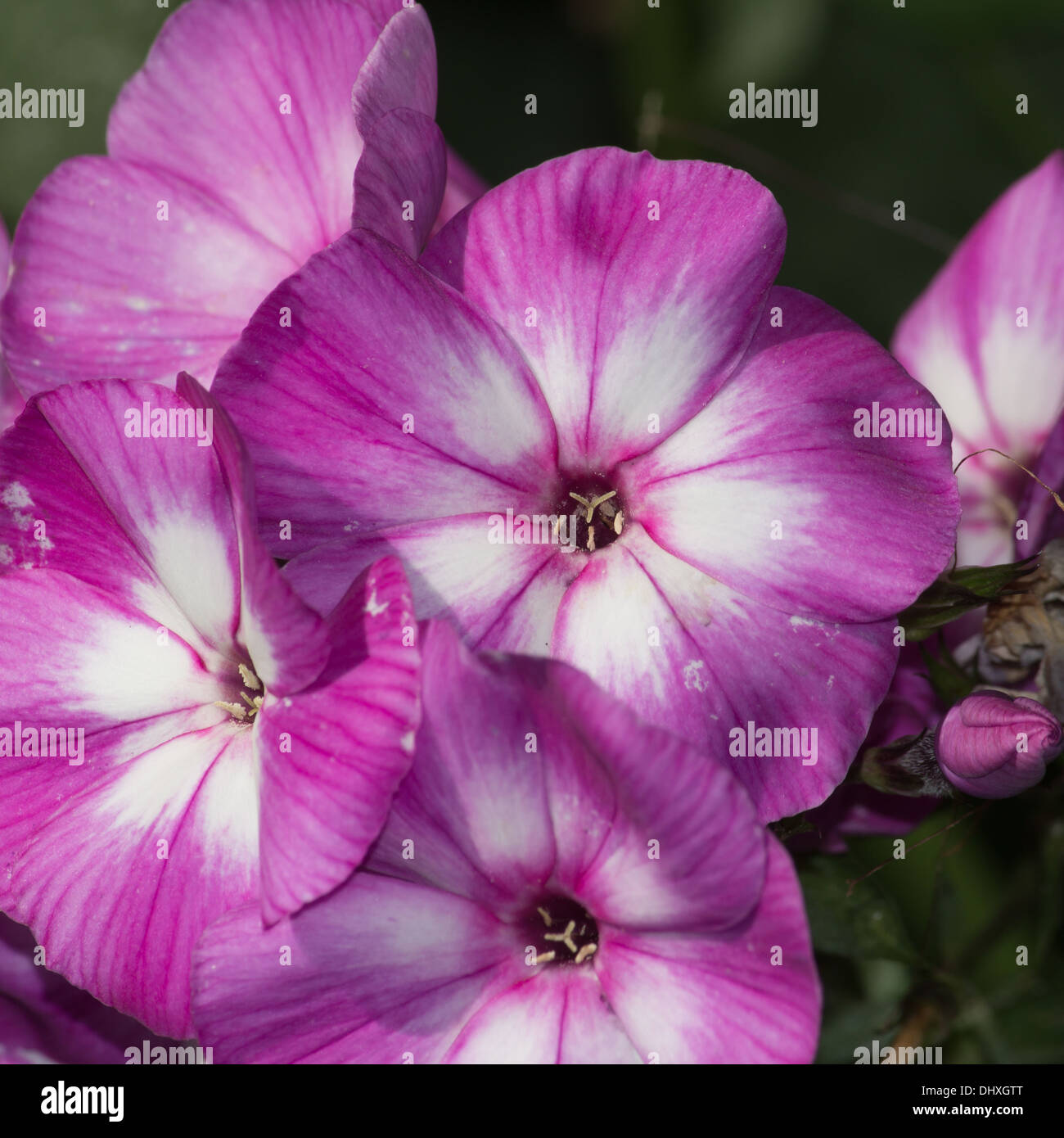 purple flame flower flowers Stock Photo - Alamy