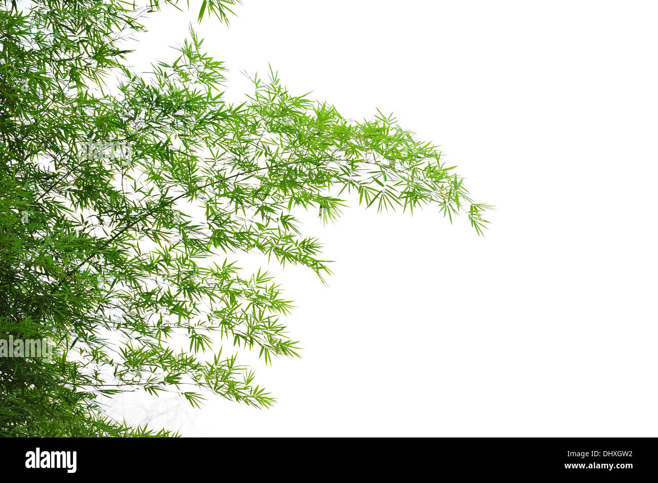 Tree of bamboo hi-res stock photography and images - Alamy