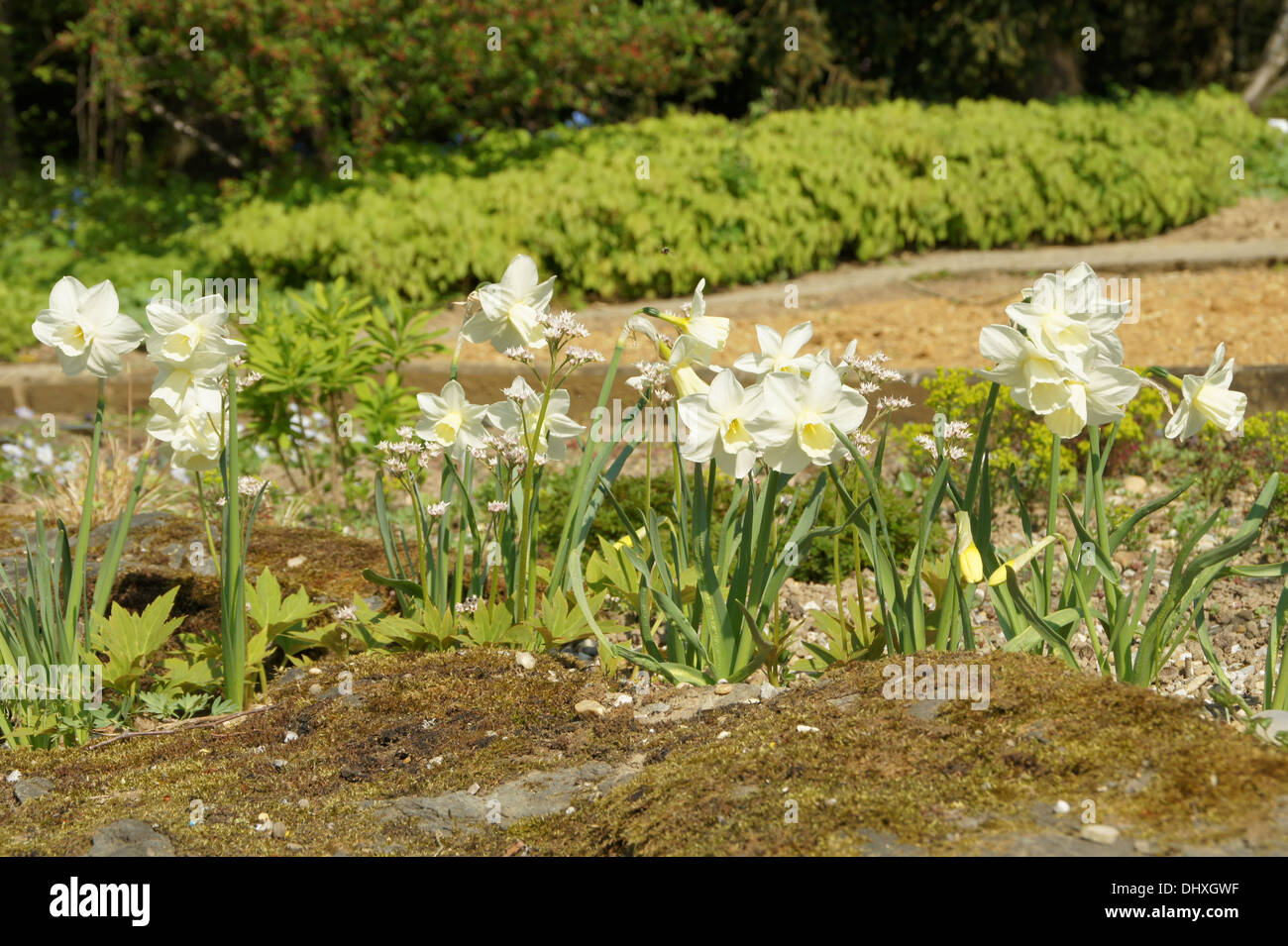 Jonquils hi-res stock photography and images - Alamy