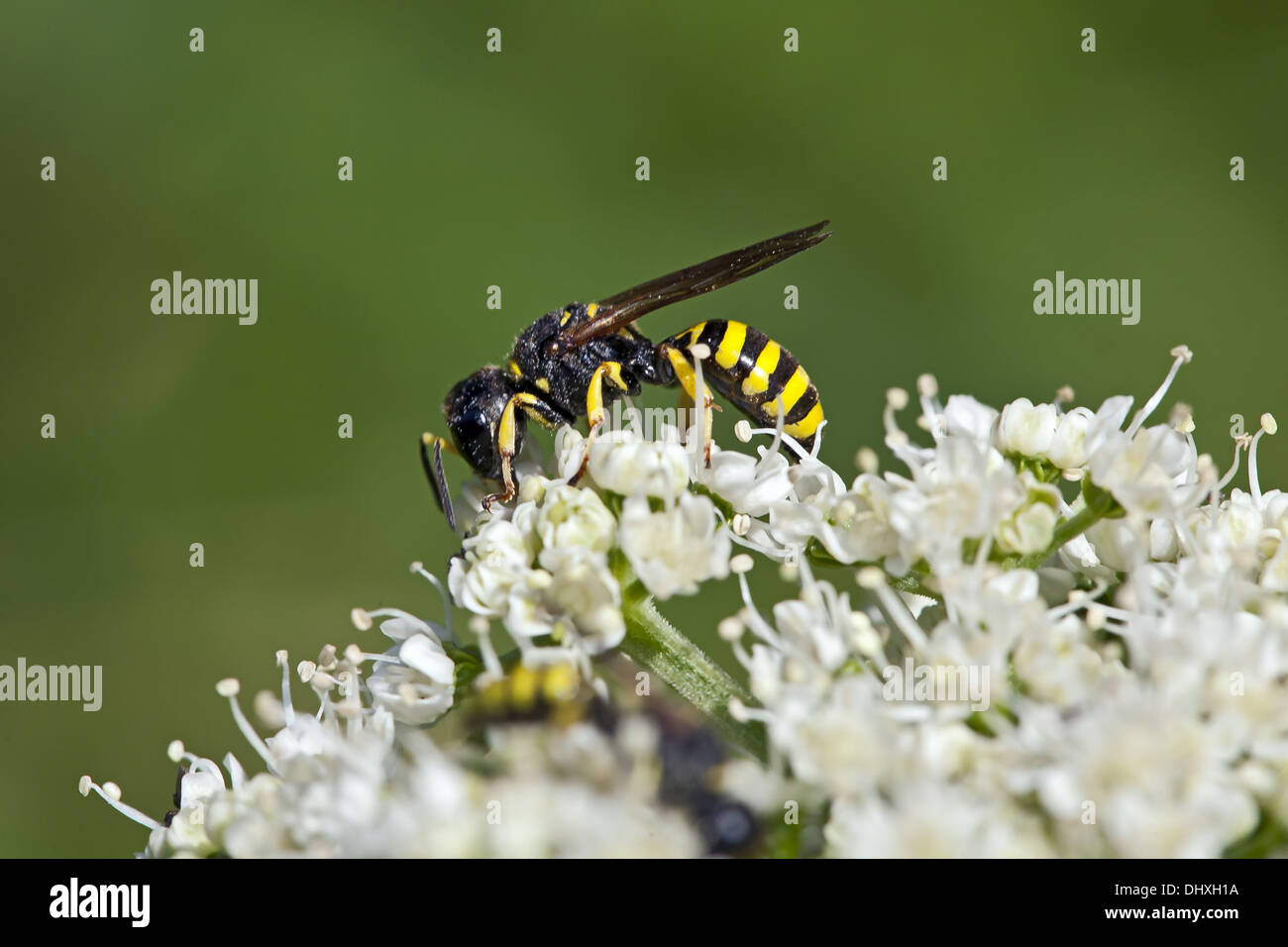 Digger wasps hi-res stock photography and images - Alamy