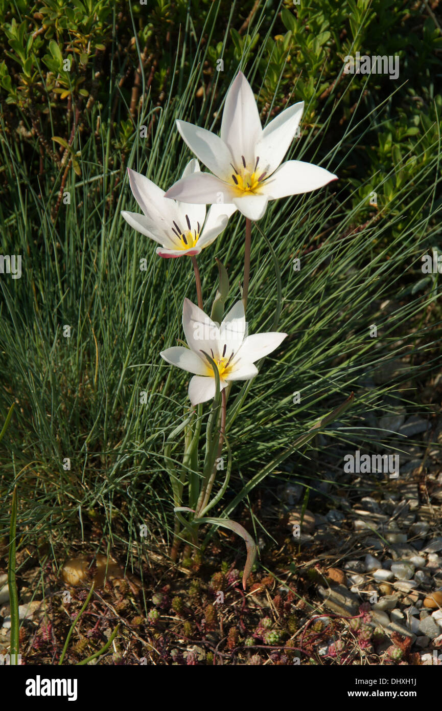 Tulipa clusiana hi-res stock photography and images - Alamy