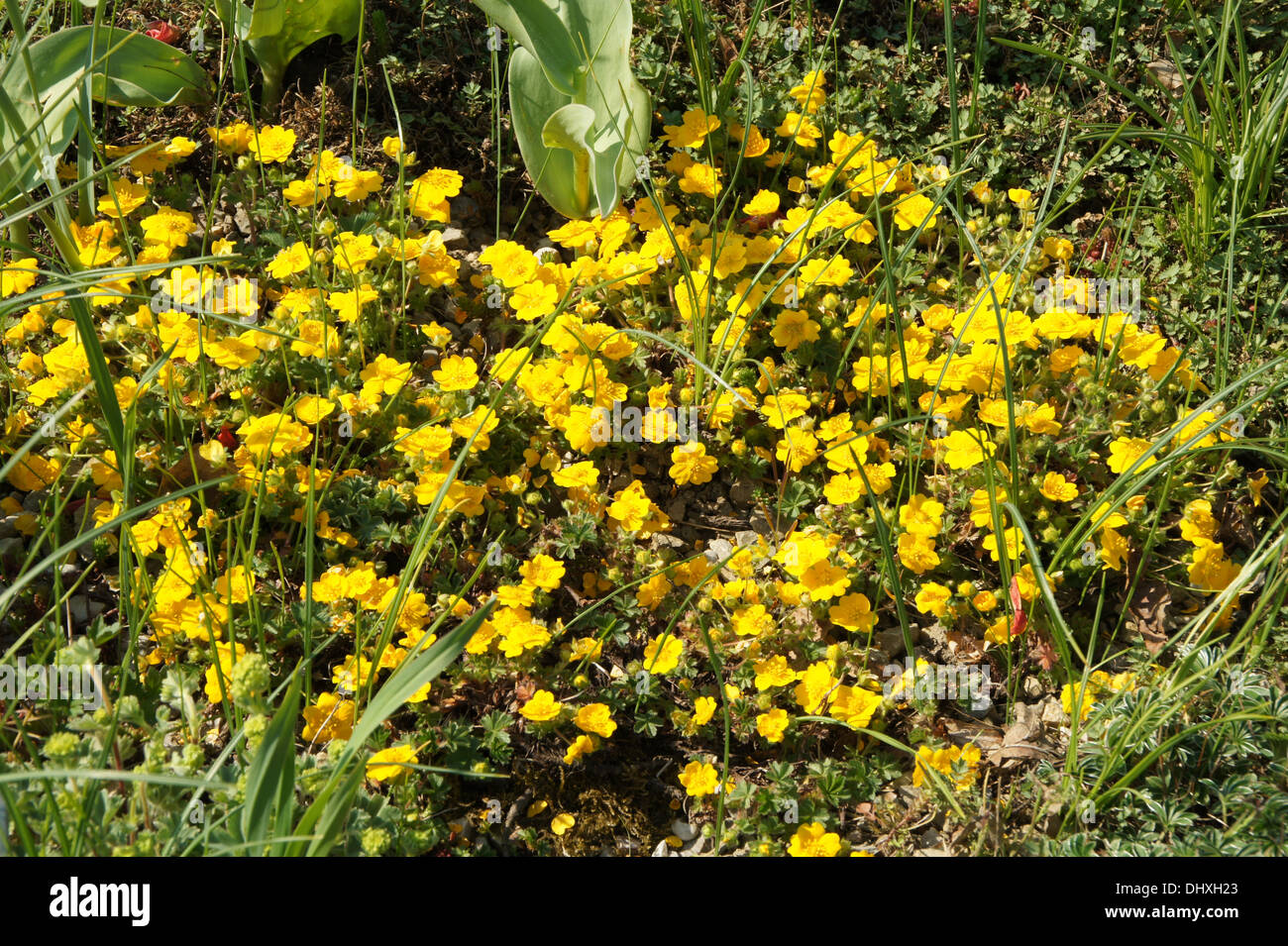 Golden cinquefoil potentilla aurea hi-res stock photography and images ...
