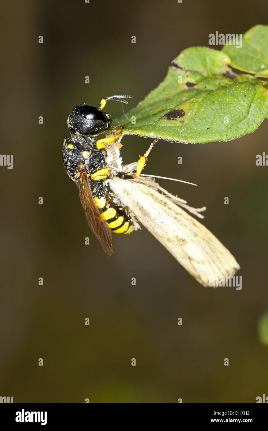 Digger wasps hi-res stock photography and images - Alamy