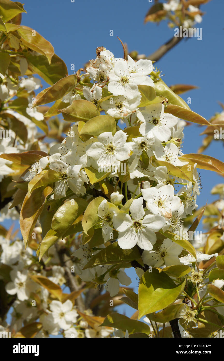 Sand pear hi-res stock photography and images - Alamy