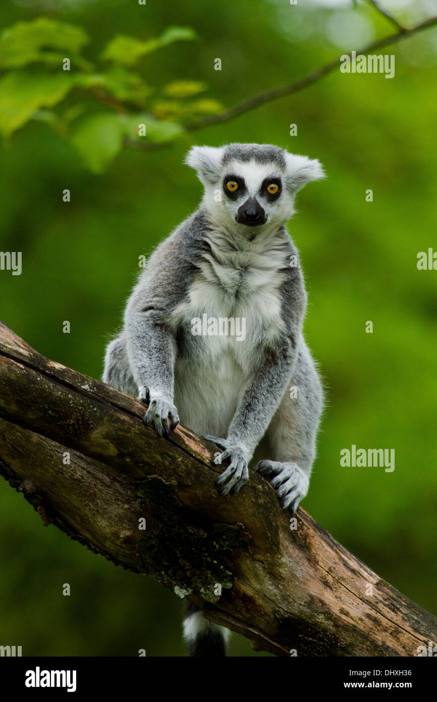 ring-tailed lemur (lemur catta Stock Photo - Alamy