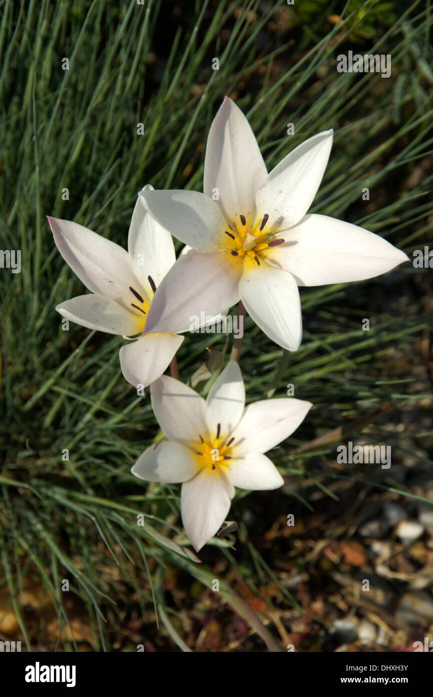 Tulipa clusiana hi-res stock photography and images - Alamy