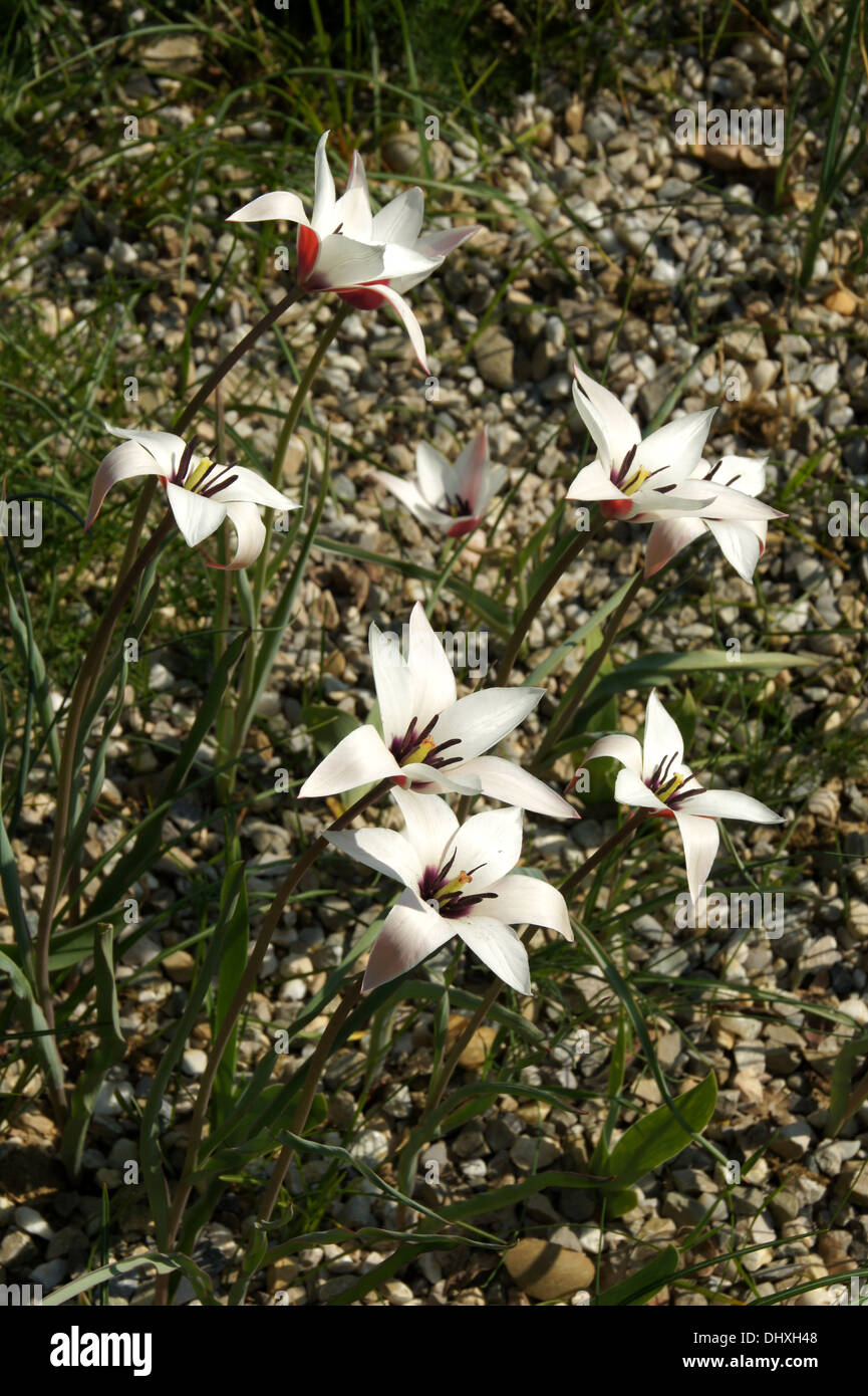 Tulipa clusiana hi-res stock photography and images - Alamy