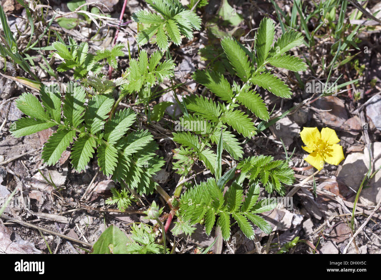 Silverweed herb hi-res stock photography and images - Alamy