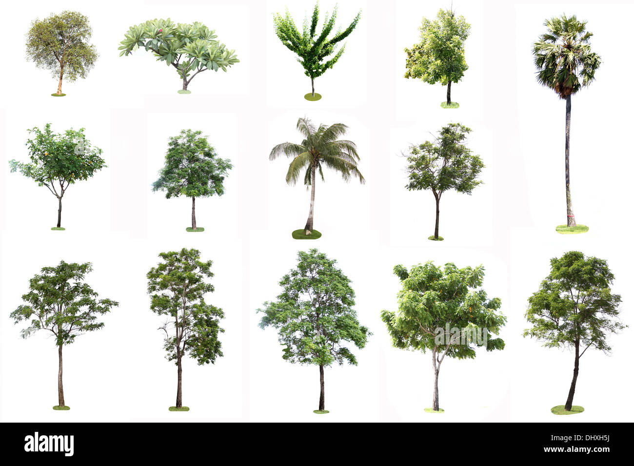 Picture Many Tropical tree on a white background Stock Photo - Alamy
