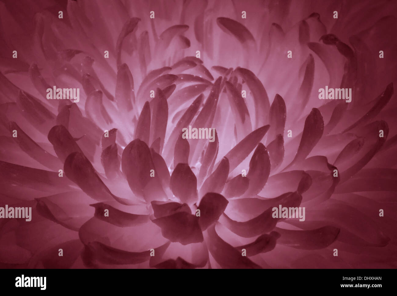 Close up flower petals fall hi-res stock photography and images - Alamy