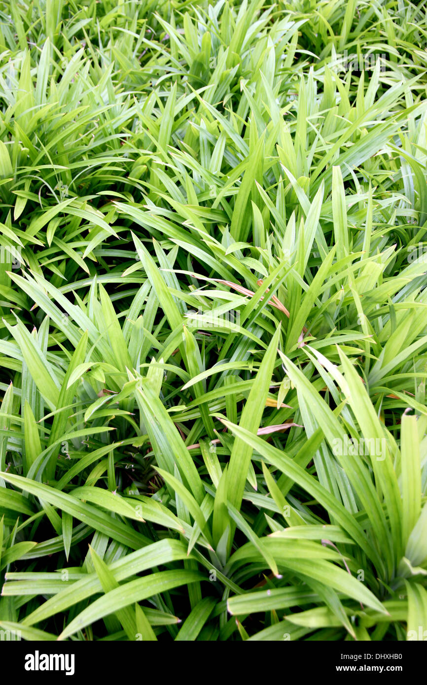 Green tree of background in the garden Stock Photo - Alamy