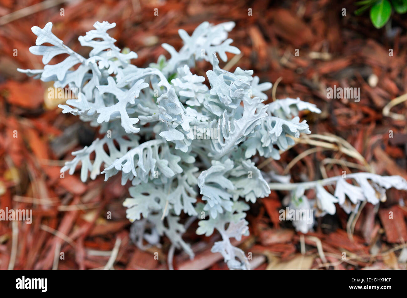 Dusty Miller aka Silver Ragwort - Jacobaea maritima Stock Photo - Alamy
