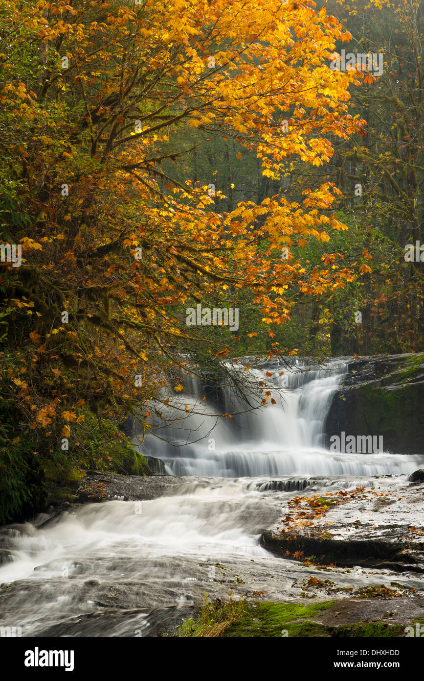 Alsea Falls, South Fork Alsea River, Coast Range Mountains, Oregon ...