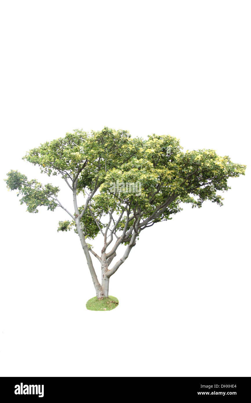 Picture Tropical tree on a white background Stock Photo - Alamy