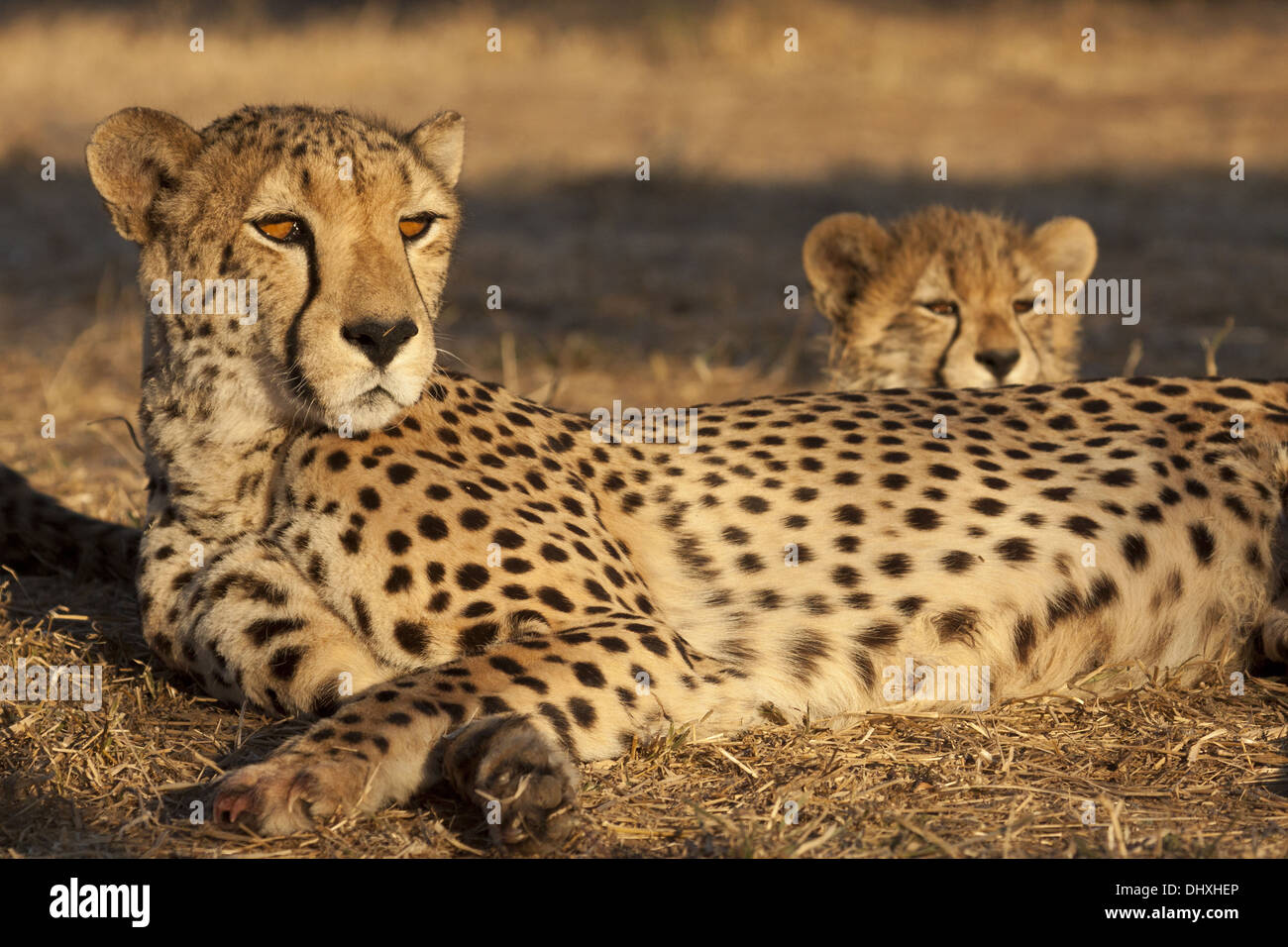 Cheetah (Acinonyx jubatus Stock Photo - Alamy