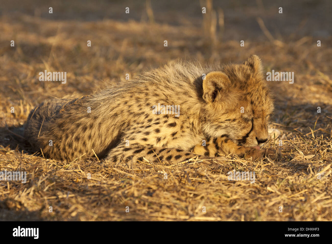 Cheetah (Acinonyx jubatus Stock Photo - Alamy