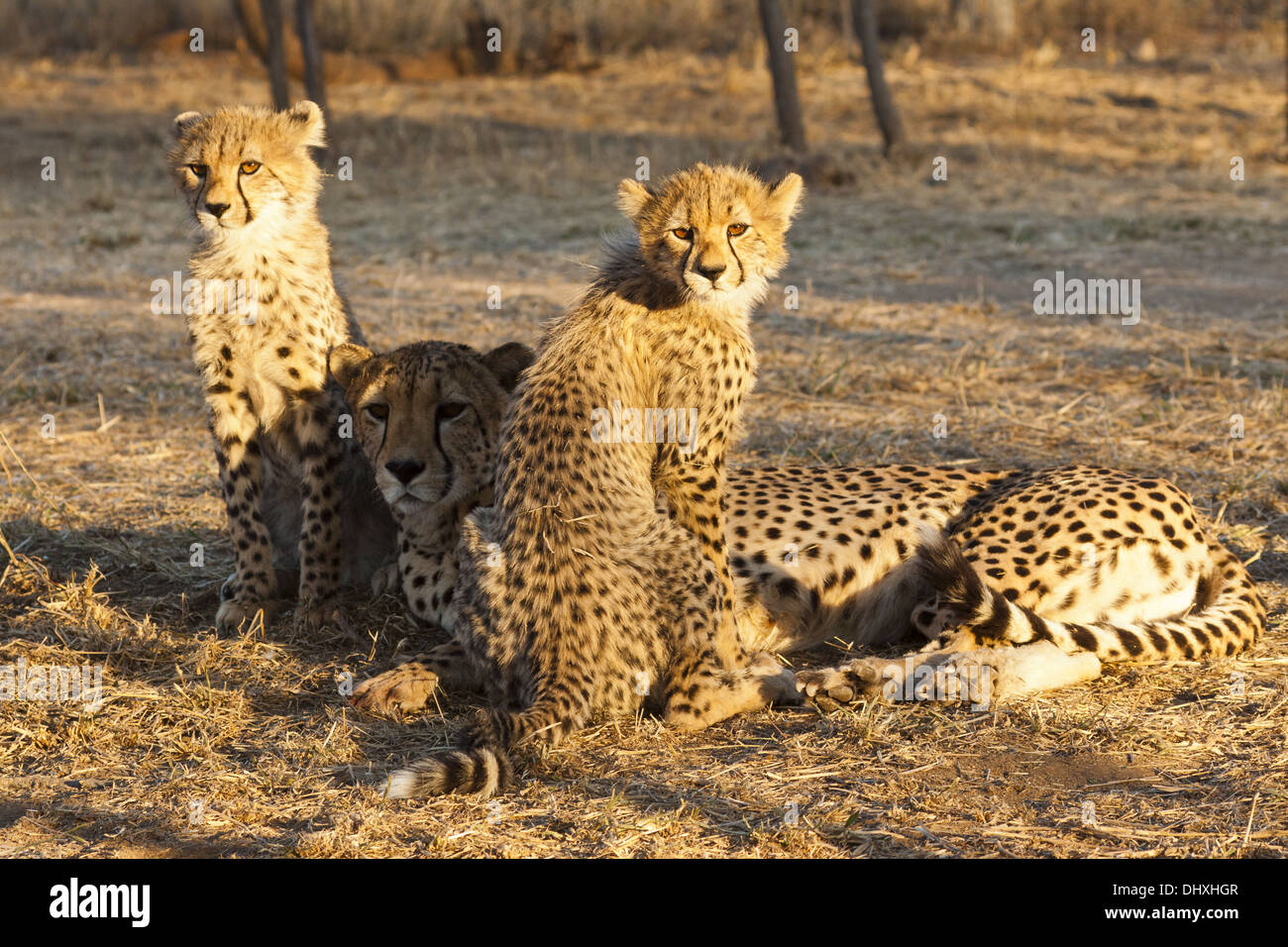 cheetah family in the sun Stock Photo - Alamy