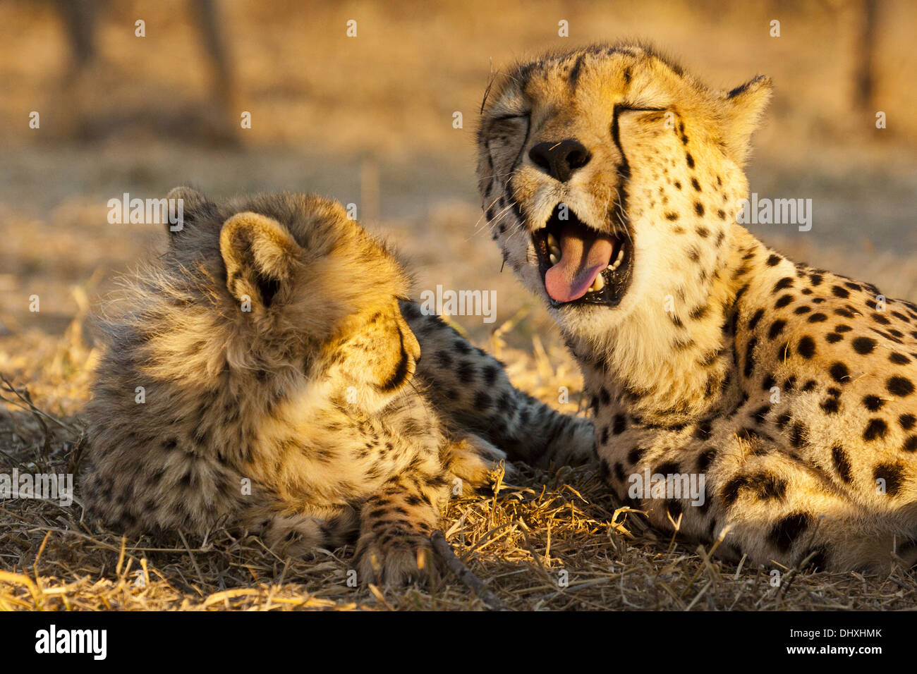 Acinonyx jubatus mother and young hi-res stock photography and images ...