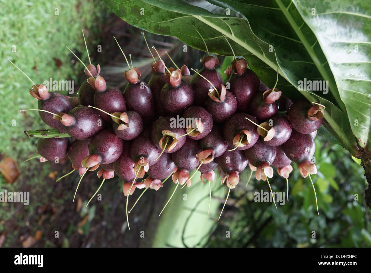Purple family hi-res stock photography and images - Alamy
