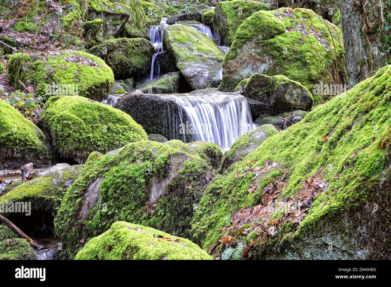 Moss covered stones hi-res stock photography and images - Alamy