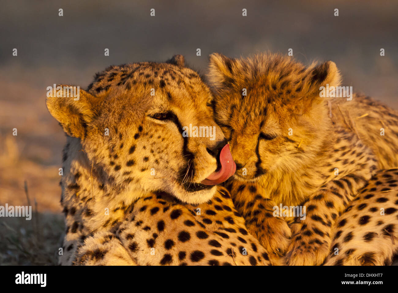Young cheetah (Acinonyx jubatus) with cheetah moth Stock Photo - Alamy