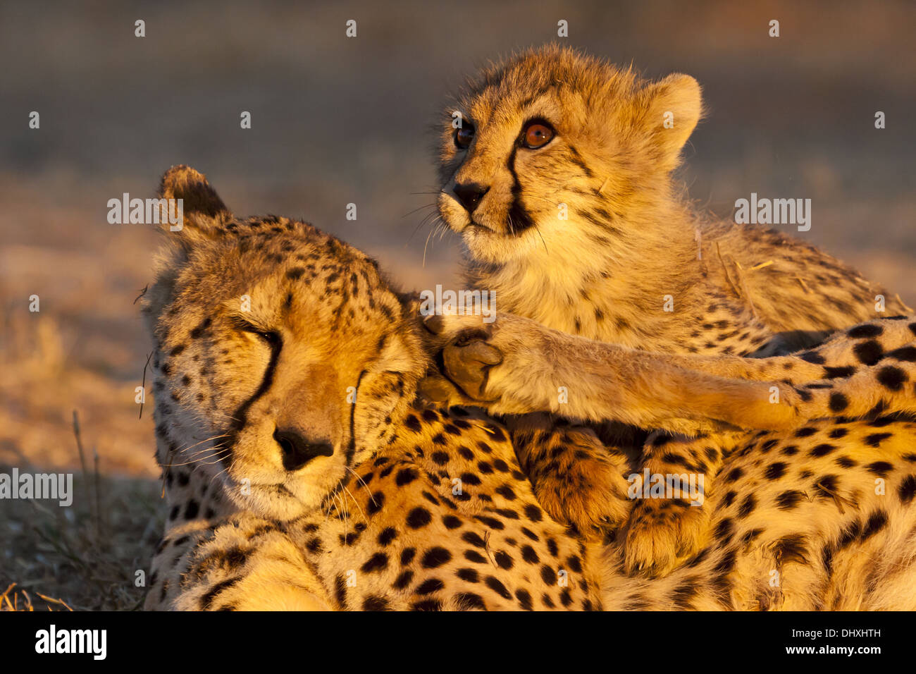 Young cheetah (Acinonyx jubatus) with cheetah moth Stock Photo - Alamy