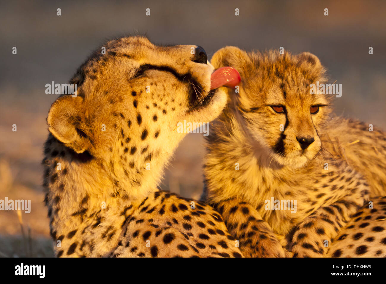 Gepard zunge hi-res stock photography and images - Alamy