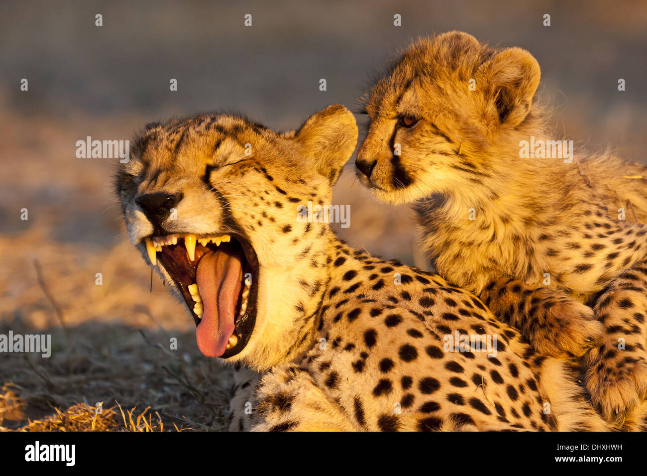 Young cheetah (Acinonyx jubatus) with cheetah moth Stock Photo - Alamy