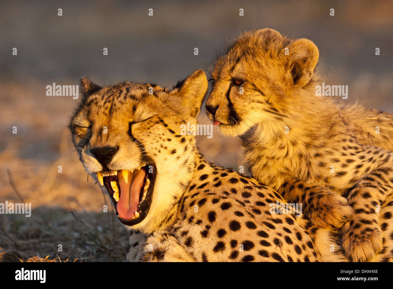 Young cheetah (Acinonyx jubatus) with cheetah moth Stock Photo - Alamy