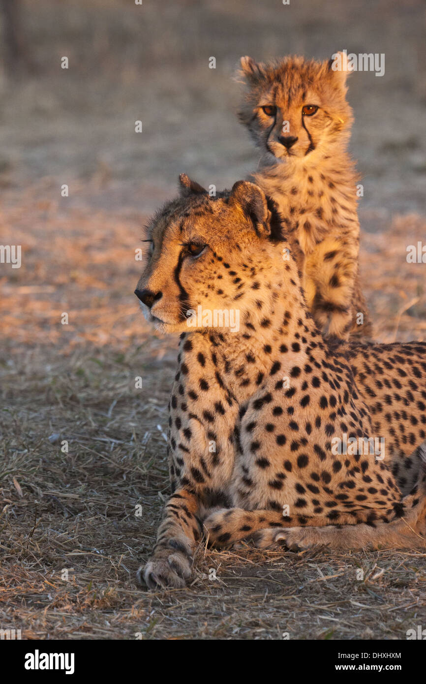 Young cheetah (Acinonyx jubatus) with cheetah moth Stock Photo - Alamy